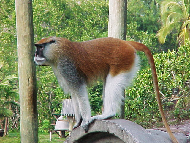Multimedia from the Zoo