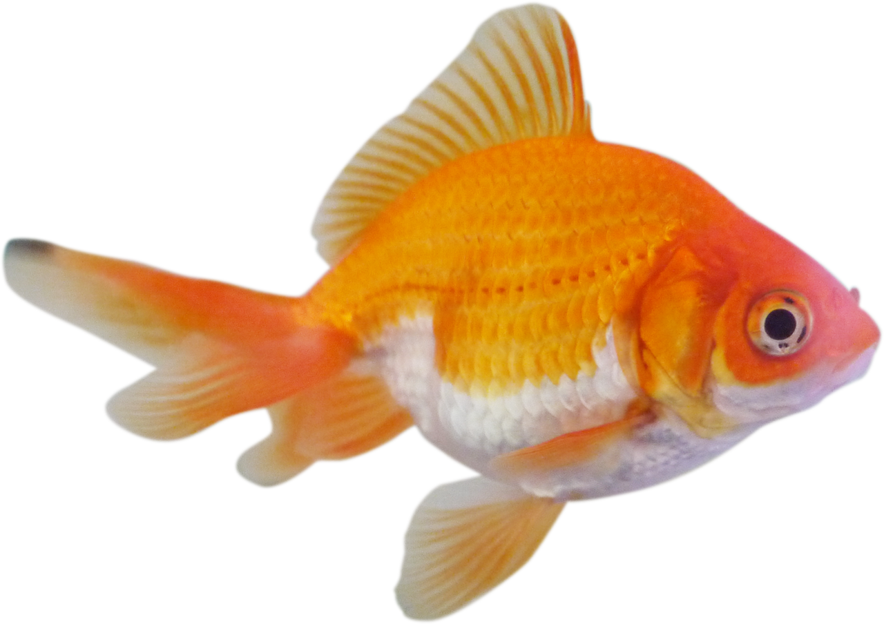 Implementing CSS3 Transformations, Transitions and Animations